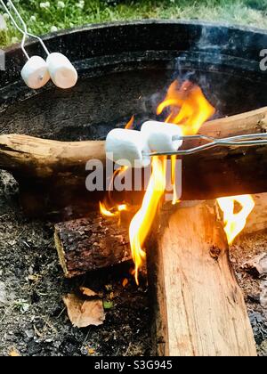 Toasting marshmallows on an open fire Stock Photo - Alamy