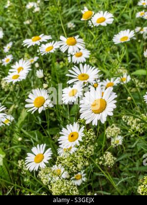 Daisies growing wild Stock Photo - Alamy