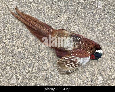 Dead Pheasant bird on a rural road hit by a car Generic UK location ...