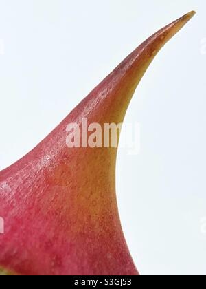 Rose Thorn Close up isolated on a white background Stock Photo - Alamy