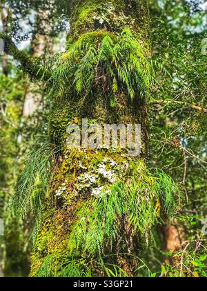 drooping spleenwort (Asplenium flaccidum Stock Photo - Alamy