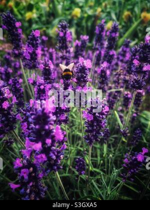 A bee amongst lavender Stock Photo - Alamy