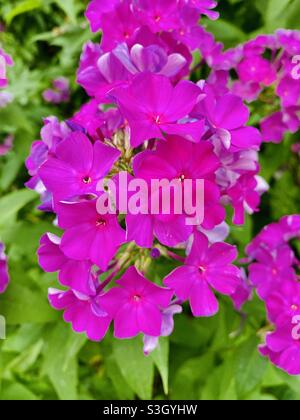 Phlox paniculata 'Laura' Stock Photo - Alamy