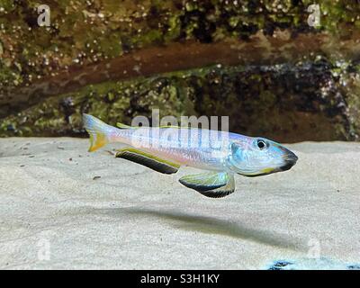 Cichlid Fish from Tanganyika Stock Photo - Alamy
