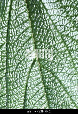 Leatherleaf viburnum close up macro image of flowers Stock Photo - Alamy
