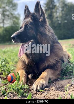 Old German Shepherd Portrait Stock Photo - Alamy