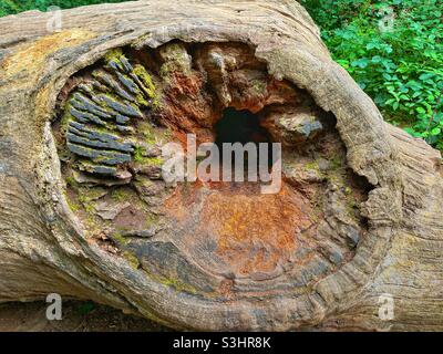 Old weathered tree trunk fallen beside a trail, dry leaves on ground ...