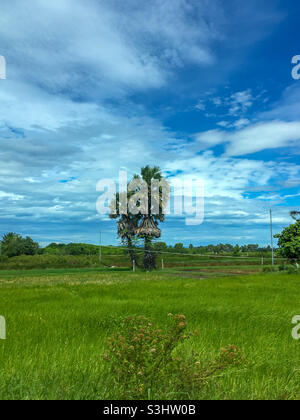borassus palm (Borassus aethiopum Stock Photo - Alamy