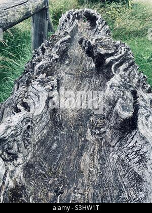 weathered gray tree trunk with deep grooves lying in green grass Stock ...
