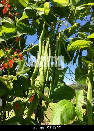 String runner beans growing on vine at Hatchlands Park, Surrey, England ...