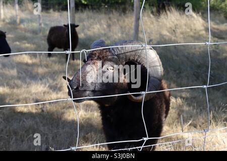 Black Head Sheep in Enclosure at Animal Farm Stock Photo - Alamy