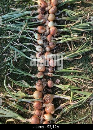 Sun dry Onions Stock Photo - Alamy