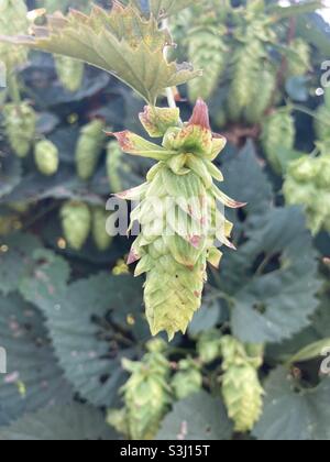 Harvest-ready hops, hop garden, hop field, hop bines, perennials, poles ...
