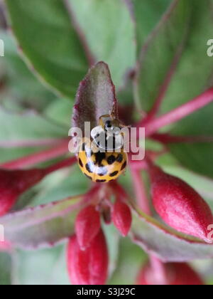 a six spot ladybird Stock Photo - Alamy