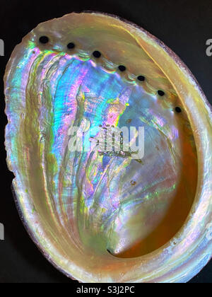 Close up of abalone shell Stock Photo - Alamy