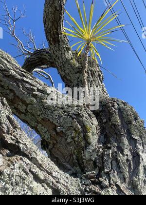 A tenacious life Stock Photo - Alamy