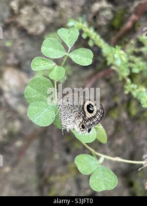 The Common Four Ring (Ypthima huebneri) is a small butterfly in wet ...