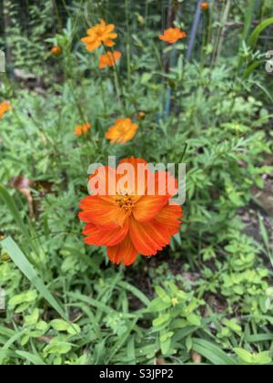 Cosmos bipinnatus 'Diablo' Stock Photo - Alamy