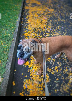 a happy yellow dog on a walk outside Stock Photo - Alamy