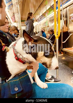 Dog and passengers in New York City subway, L train Stock Photo - Alamy