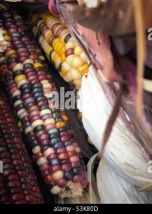 Indian Corn, with its rich array of multicolored kernels in hues of ...
