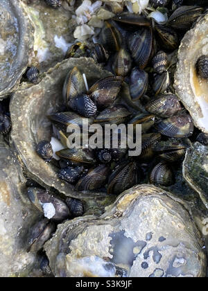 close up on clams on the beach after the storm Stock Photo - Alamy