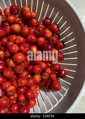 West Indian cherries / acerola cherries / Barbados cherry (Malpighia ...