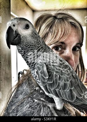 Female African Grey pet parrot in profile on her stand indoors. USA ...