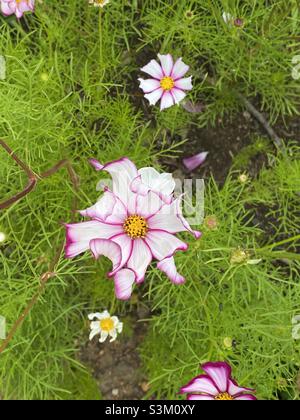 Cosmos flowers in the garden at Vergelegen Estate , Somerset West, in ...