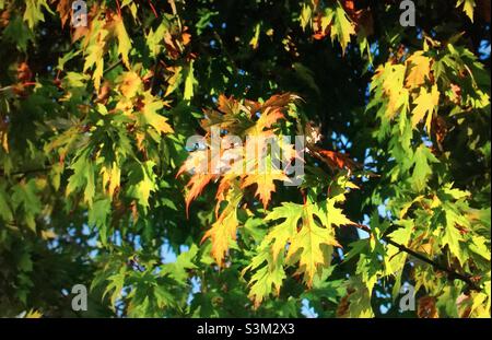Backyard, photography, Calgary, Alberta, autumn, colours, maple, leaves ...