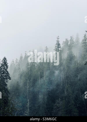 Mysterious Pacific northwest fog rolling over rainforest and mountain ...