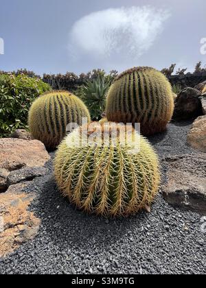 Large round cactus plants in the cactus garden, Parque de la Paloma, Benalmadena, Costa del Sol ...