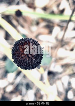 Common Button Bush - Cephalanthus occidentalis Stock Photo - Alamy