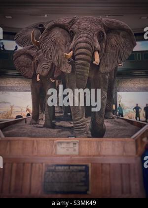 Hall of African Mammals Natural History Museum Exposition Park los ...