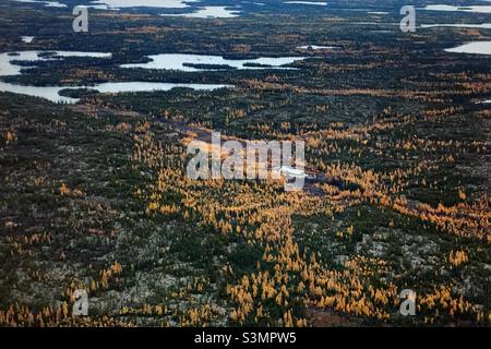 Yukon, Canada, Characteristic tree species, dominant,vegetation,White ...