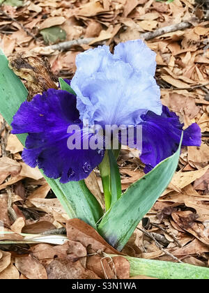 Blue Colored Iris Flower in the spring garden. Beautiful blue iris ...