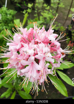 Pink colored native azalea flower in bloom growing in a shaded woodland ...