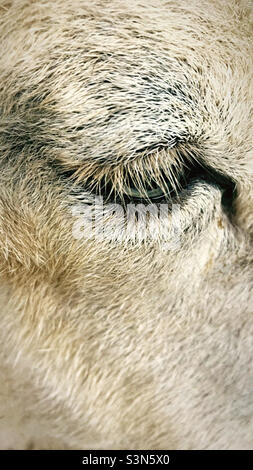 A close-up of a sheep's eye Stock Photo - Alamy