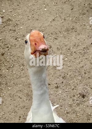 Funny goose face Stock Photo - Alamy