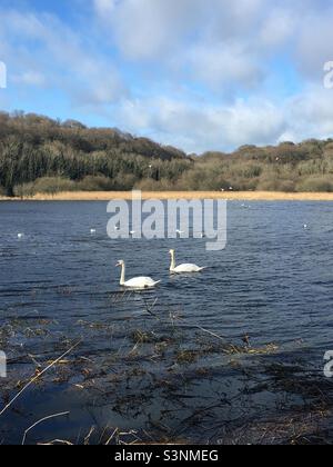 Swans at the Quoile river Stock Photo - Alamy