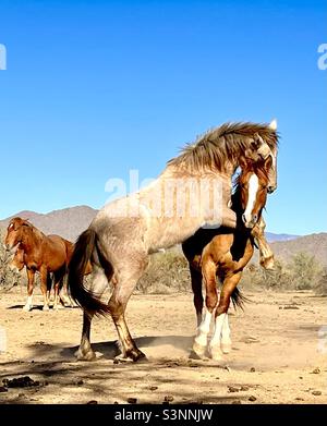 Horses at mating Stock Photo - Alamy