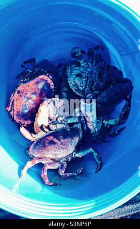 Crabs in a bucket Stock Photo - Alamy