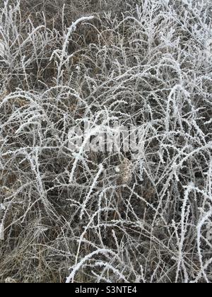 Hoar frost, Ghost Lake Provincial Recreation Park, evergreen, trees ...