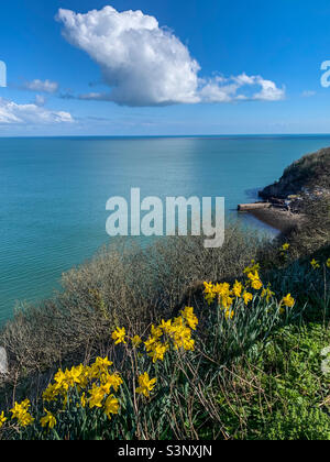 Daffodils on the South West coast path, Cornwall Stock Photo - Alamy