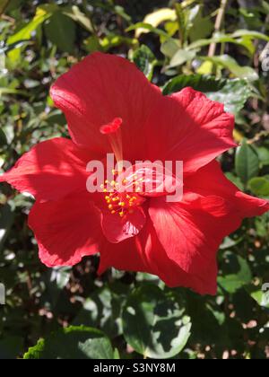 Red hibiscus in full bloom close-up in the garden with soft light blur ...