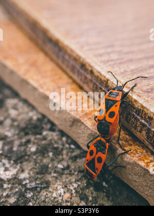 mating, firebug, firebugs Stock Photo - Alamy