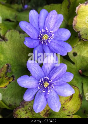 Large blue hepatica (Hepatica transsilvanica Stock Photo - Alamy