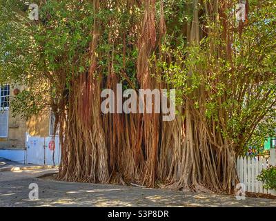 Huge Banyan tree in Key West, Florida Stock Photo - Alamy