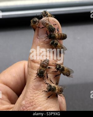 Honey Bee drying out Stock Photo - Alamy