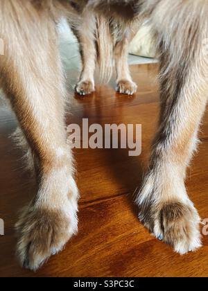 DOG. Brown miniature poodle with paws over ledge Stock Photo - Alamy